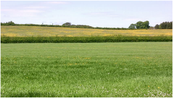 Overview about Farming Rhodes Grass | Rhodes Grass